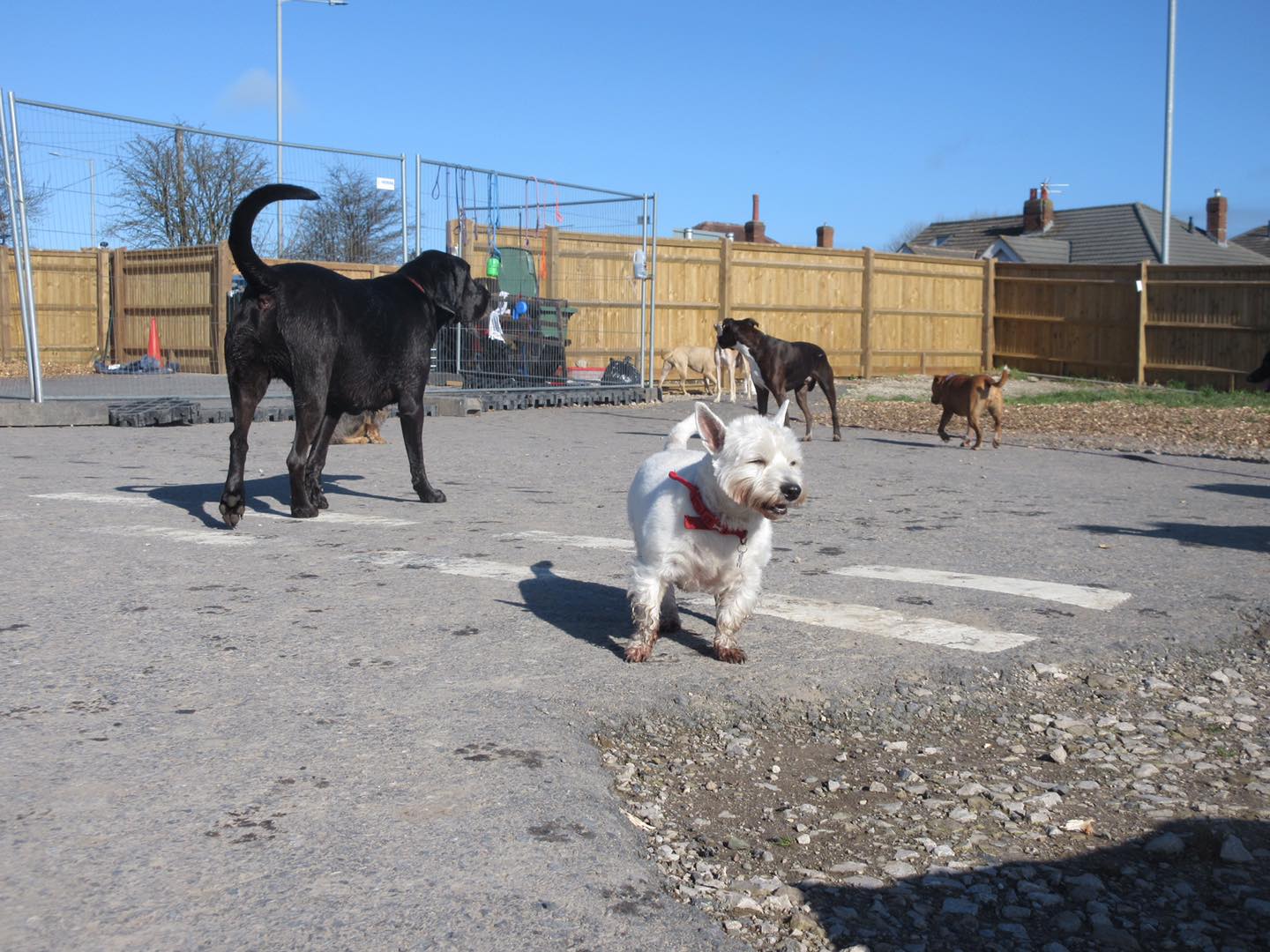 Dog Walking Services | Walkies Blackpool Ltd