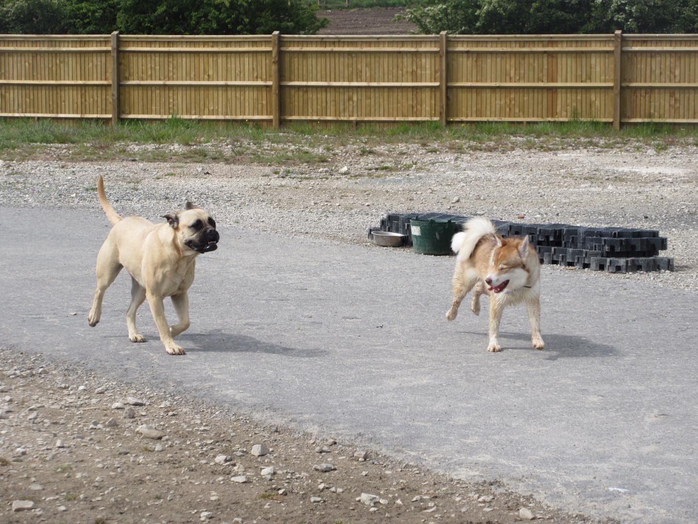 Dog Services | Walk At Ease With Walkies Blackpool
