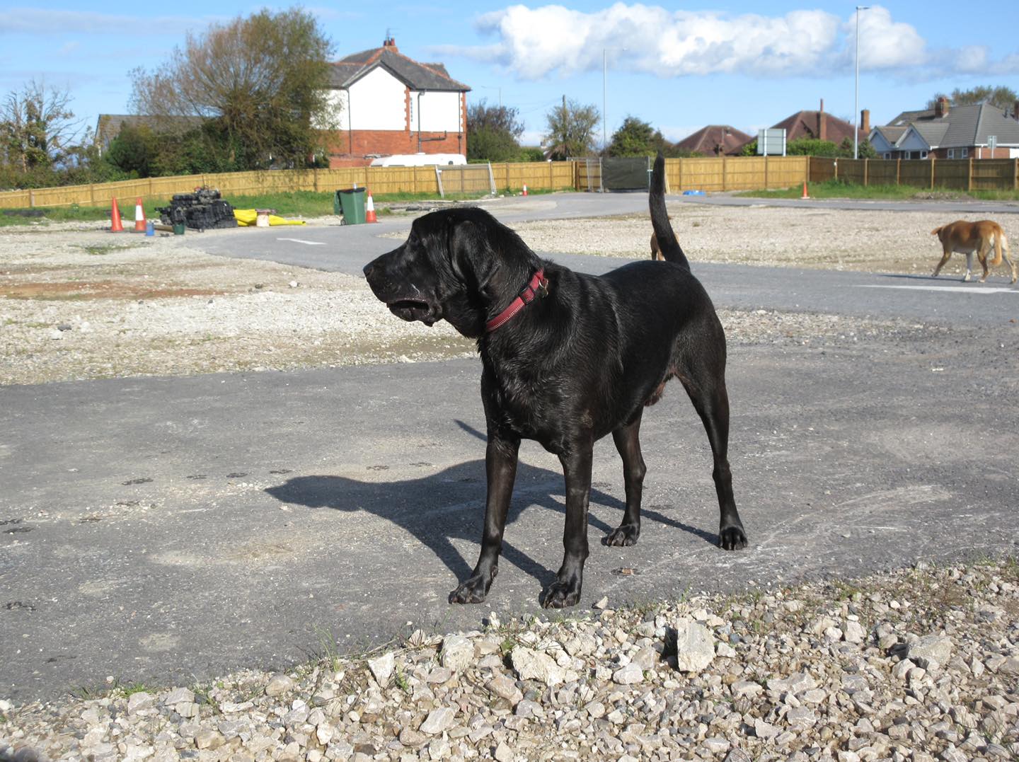 Secure Dog Field | Walkies Blackpool Ltd