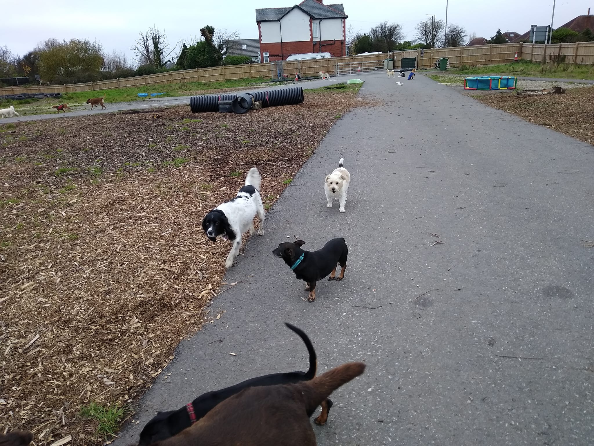 Secure Dog Field | Walkies Blackpool Ltd