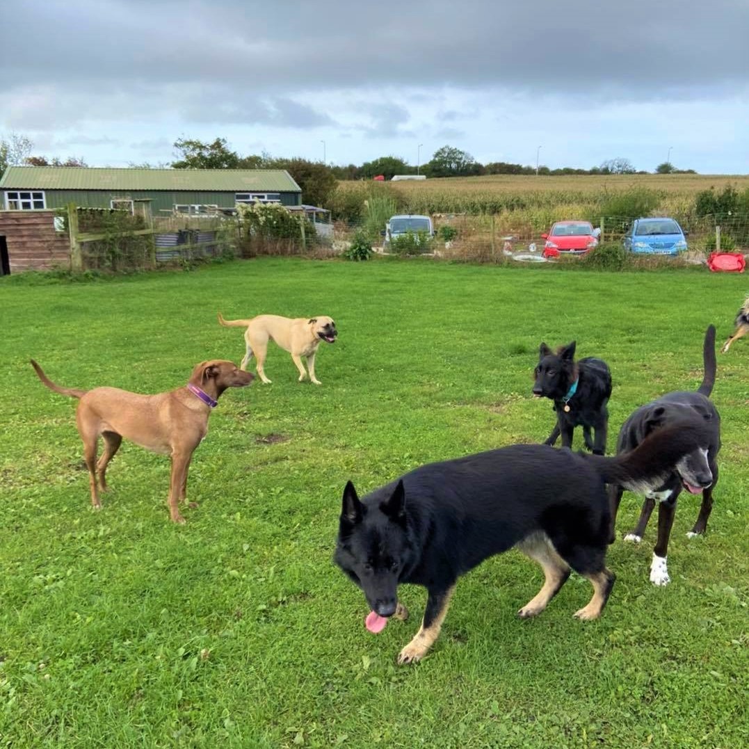 Secure Dog Field | Walkies Blackpool Ltd