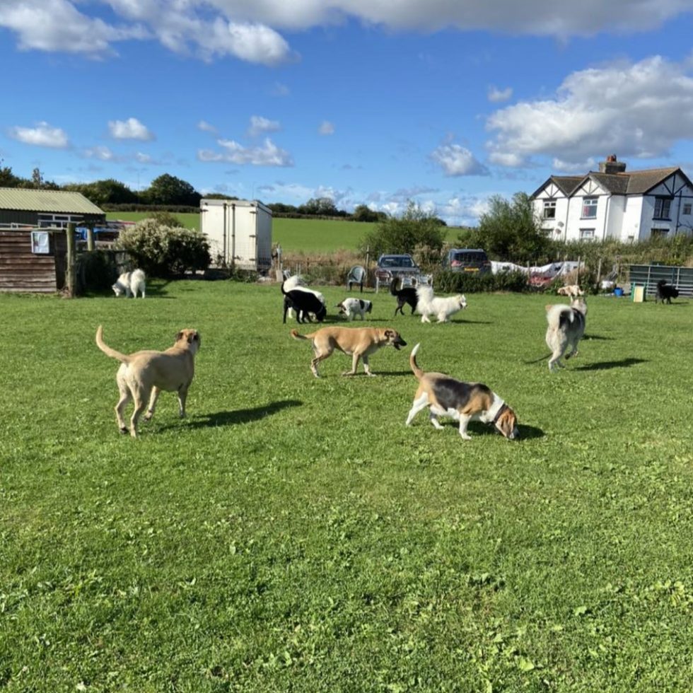 Secure Dog Field | Walkies Blackpool Ltd