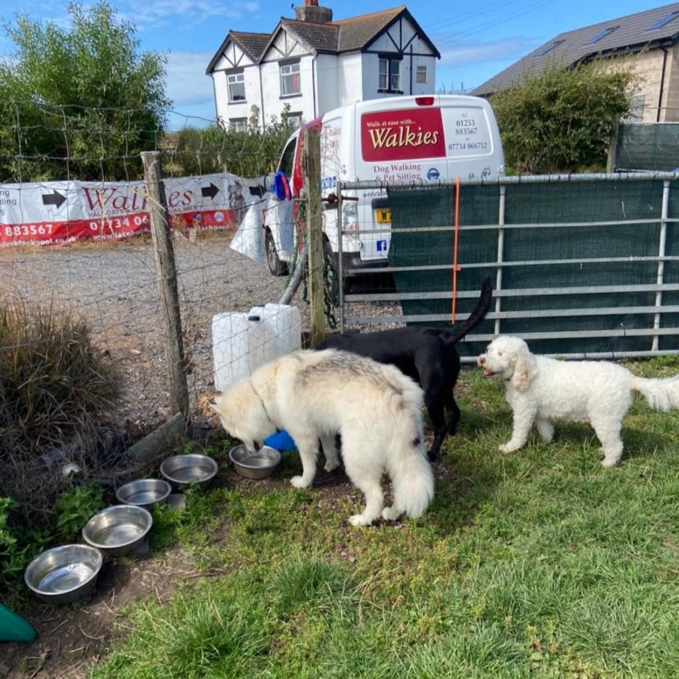 Secure Dog Field | Walkies Blackpool Ltd