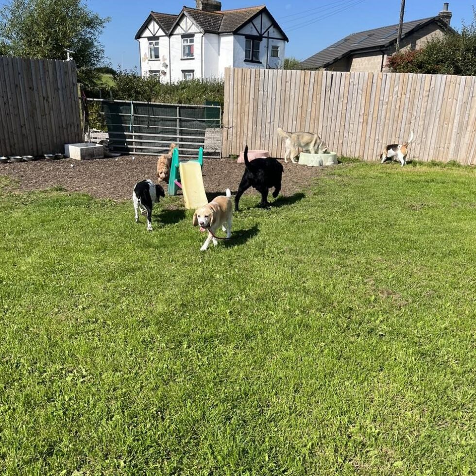 Secure Dog Field | Walkies Blackpool Ltd